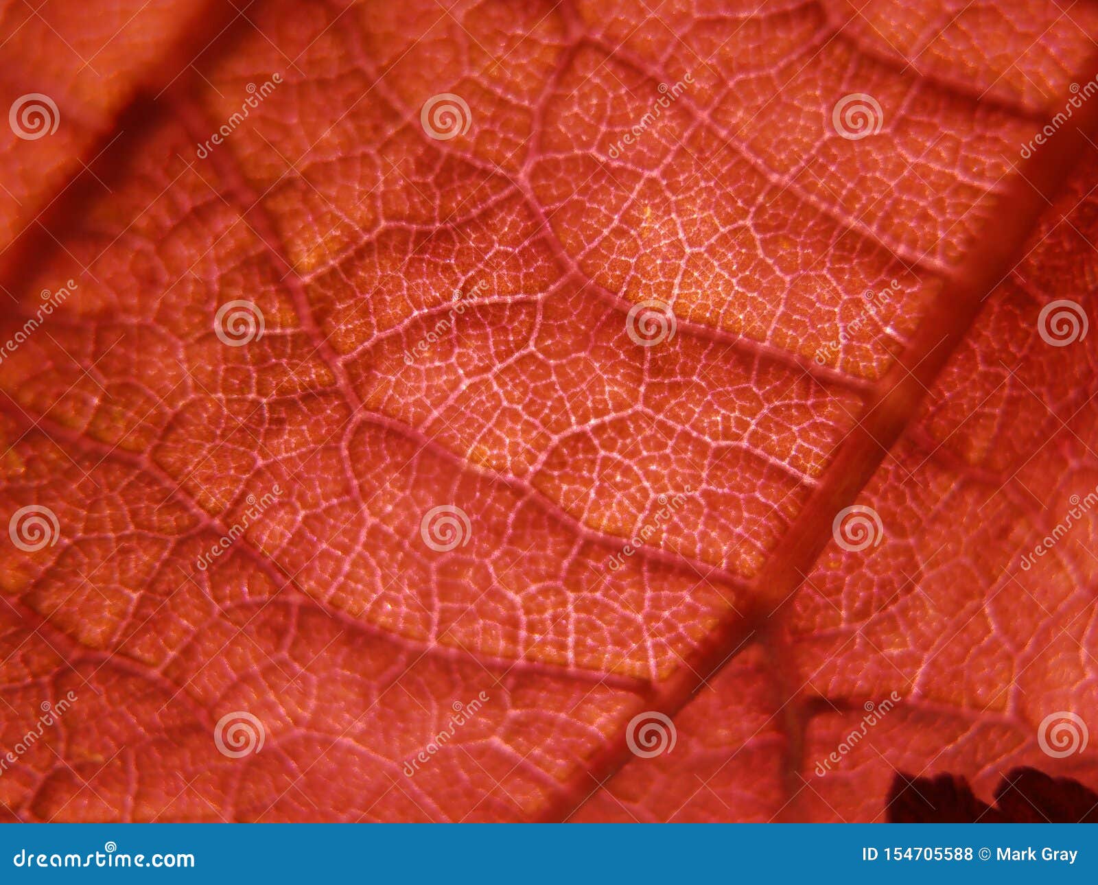 Red Leaf Cells stock photo. Image of upclose, cells - 154705588