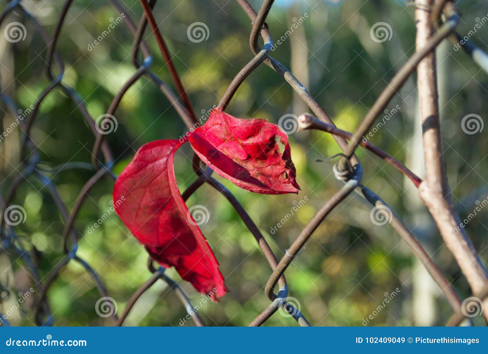 Red leaf chain link fence stock image. Image of outdoors - 102409049