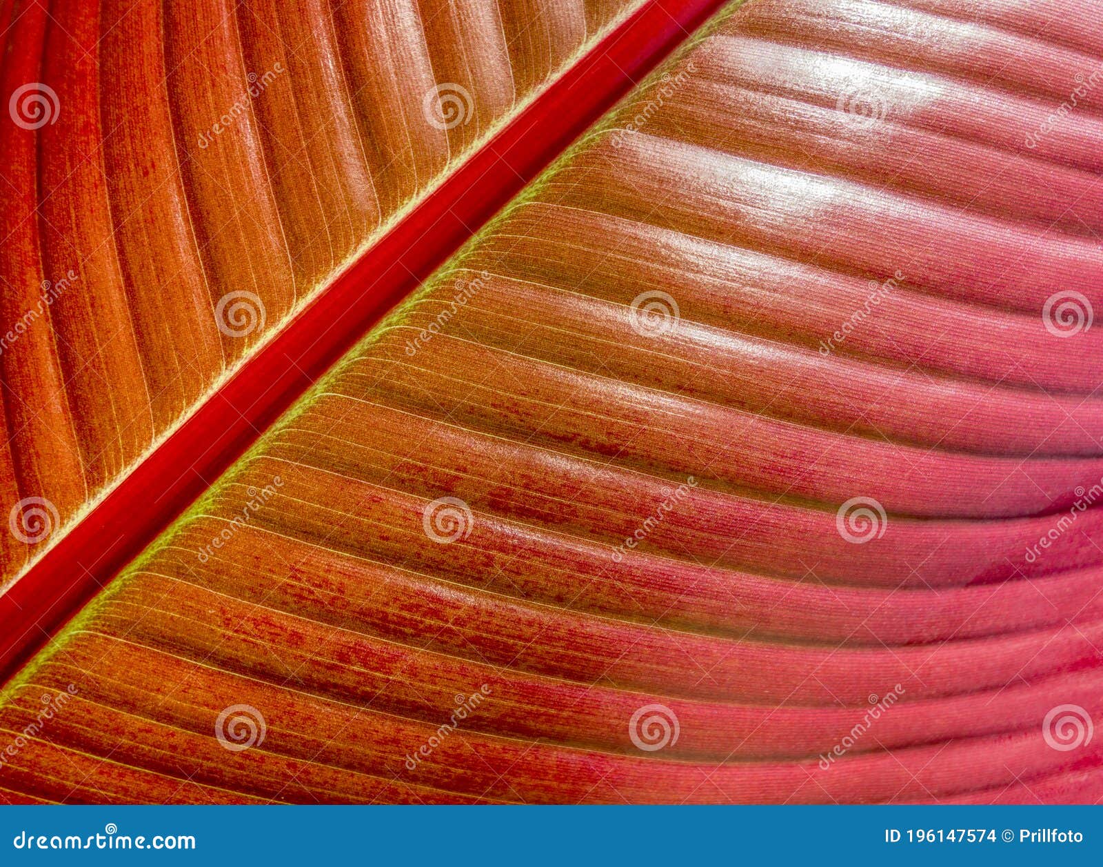 Red leaf closeup stock photo. Image of leaf, dense, flora - 196147574