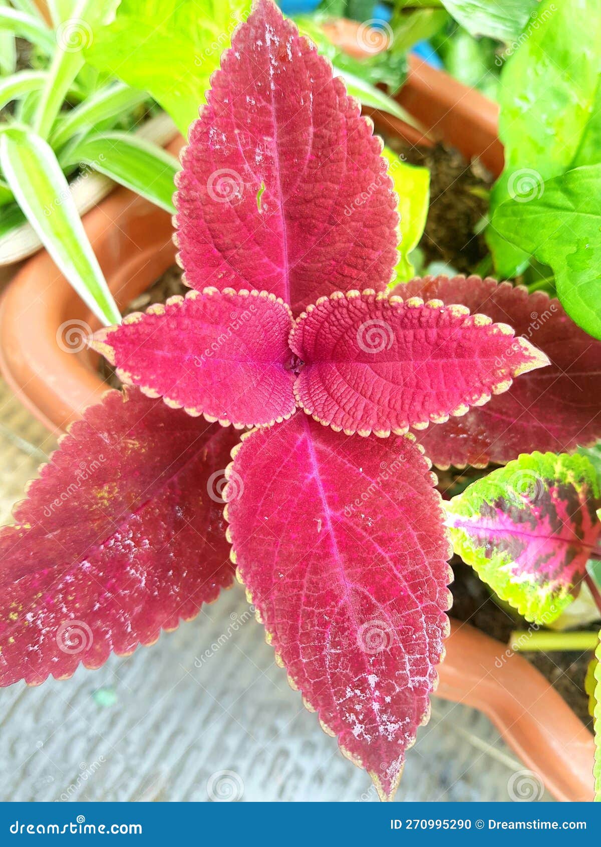 Red leaf coleus wizard stock photo. Image of wizard - 270995290