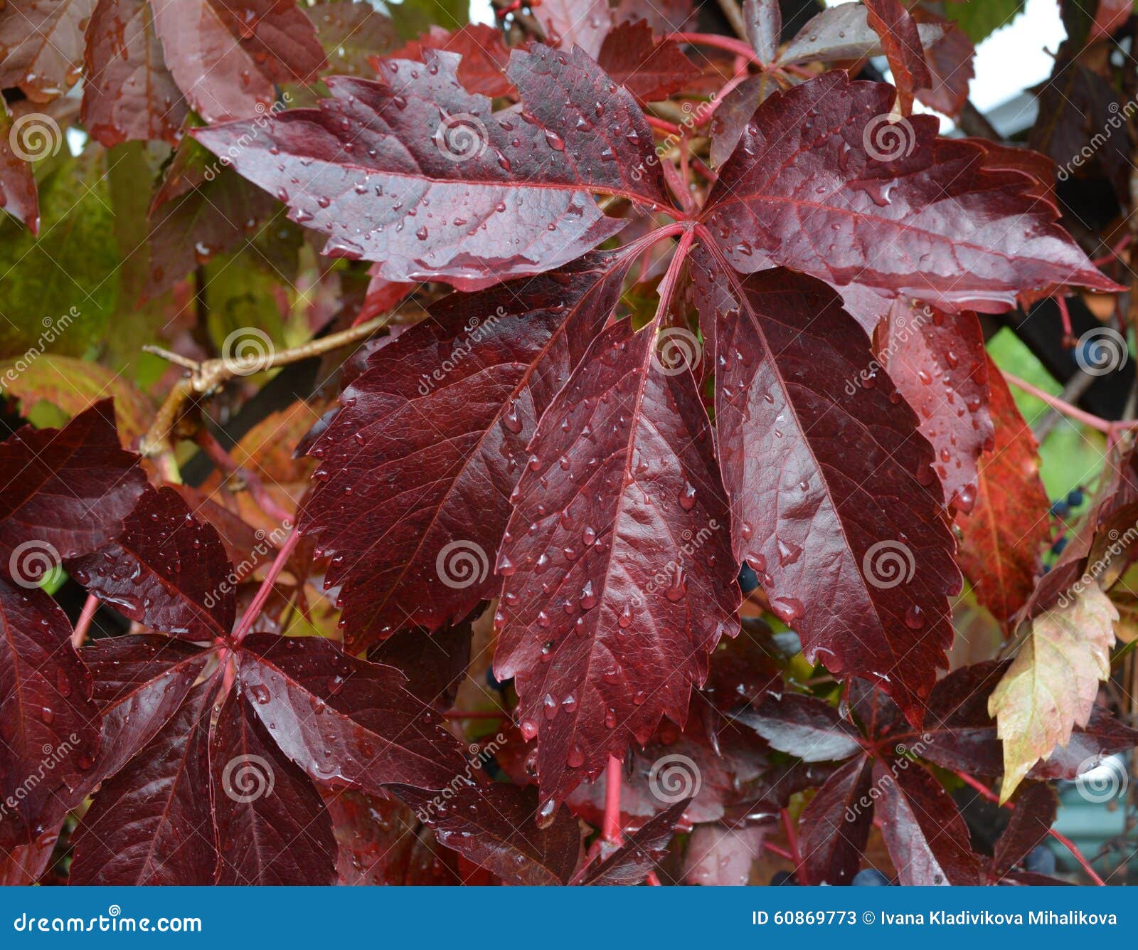 Red leaf stock image. Image of background, creeping, autumn - 60869773