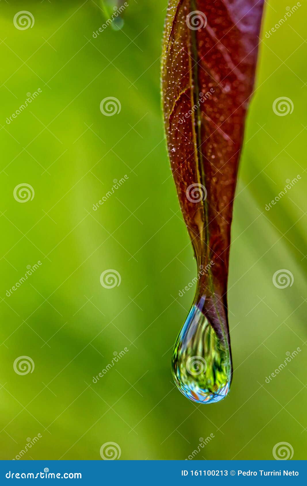 Red Leaf with Dew Drop on the End and Blurred Garden in the Background ...