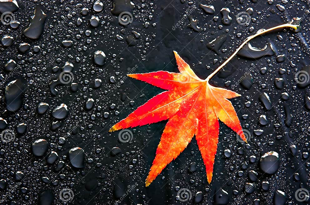 Red Leaf and Drops stock image. Image of delicate, drop - 408019