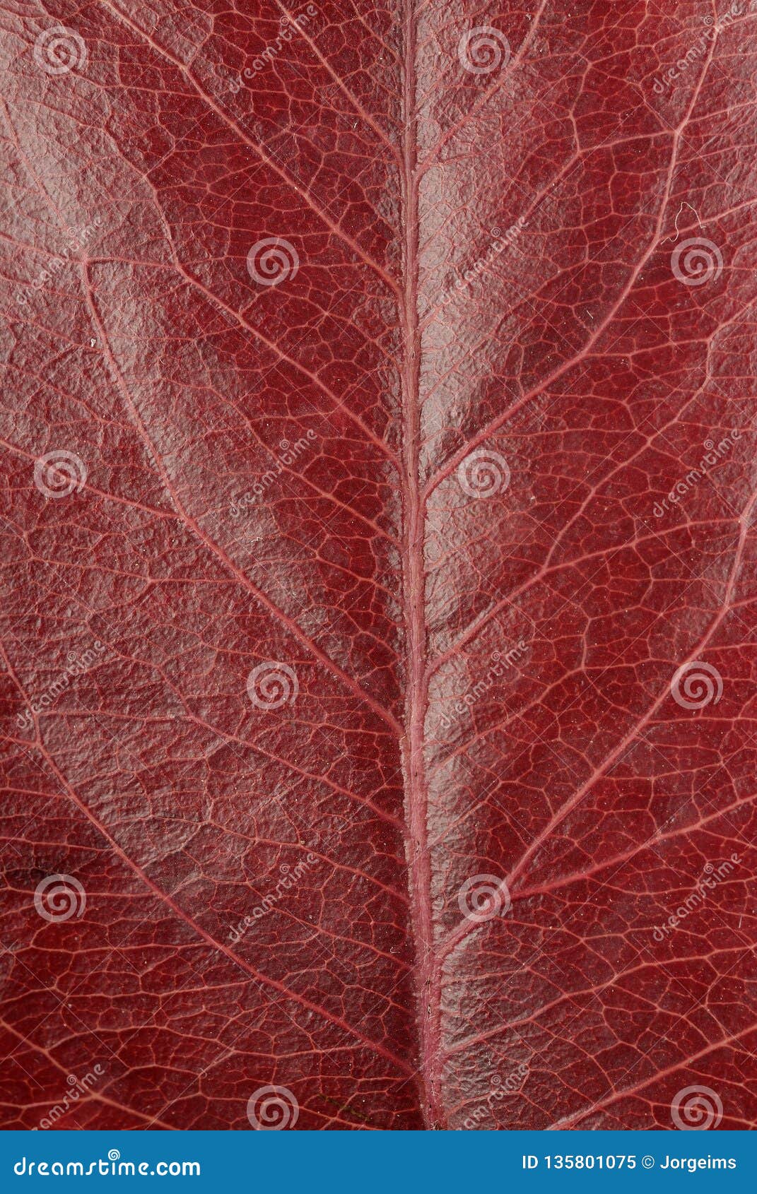 Red leaf stock image. Image of study, leaf, white, fall - 135801075