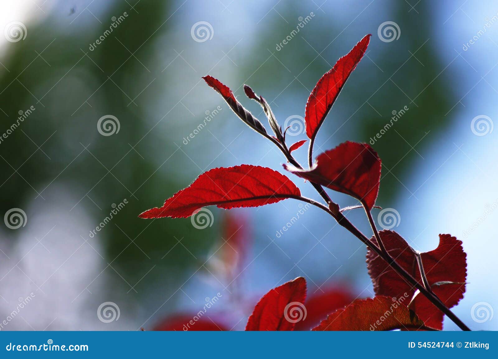 Red leaf stock photo. Image of green, nature, environment - 54524744