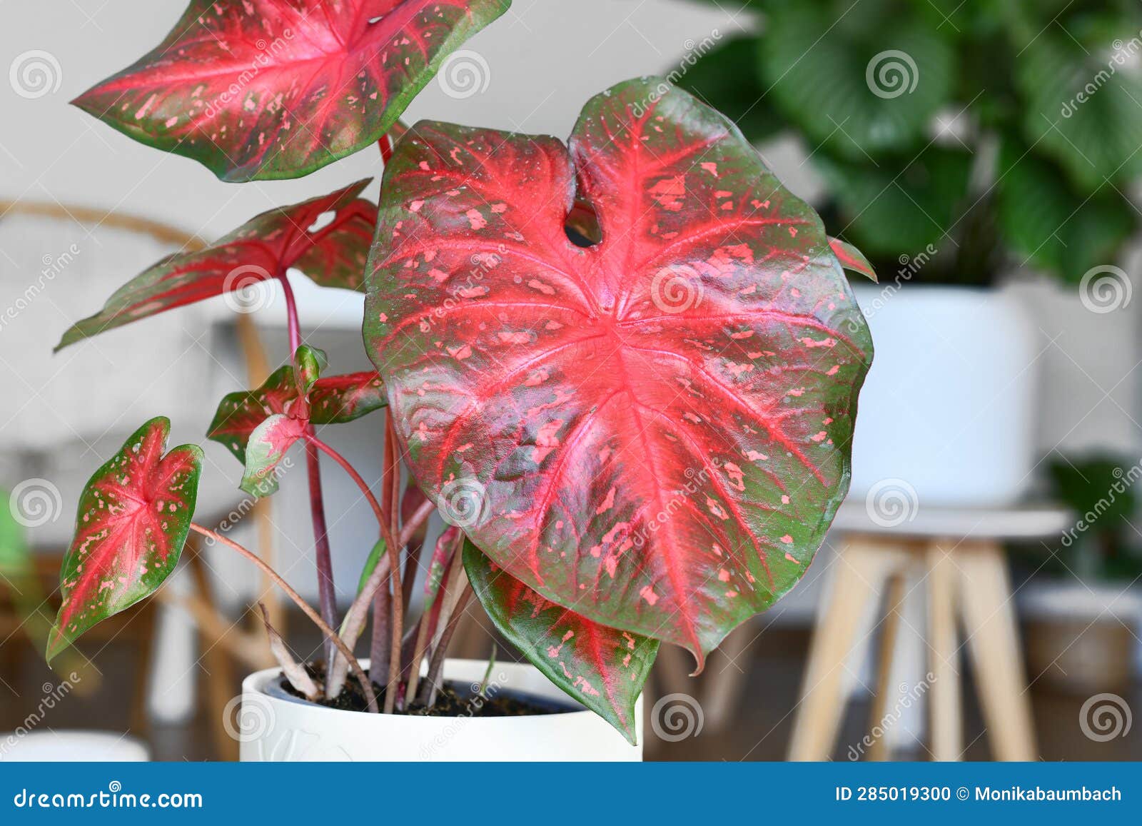 Red Leaf of Exotic Caladium Red Flash Houseplant Stock Photo - Image of ...