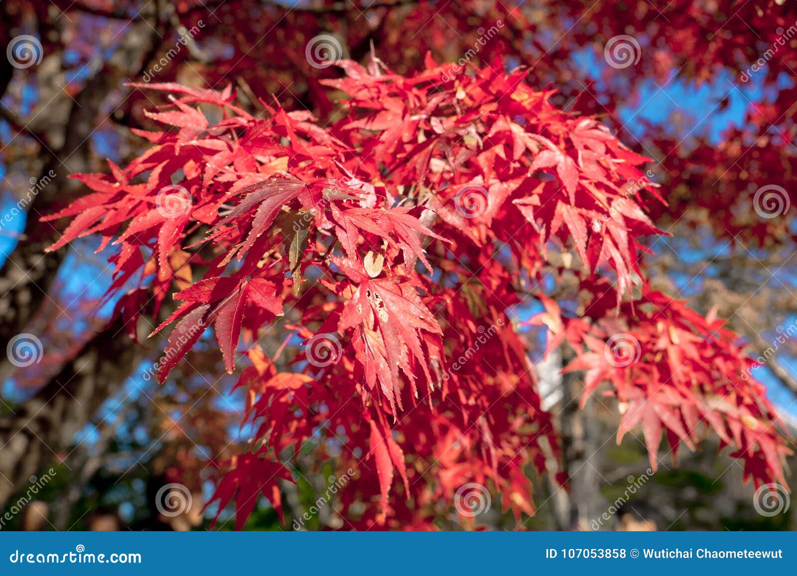 Red leaf fall ground stock photo. Image of colorful - 107053858