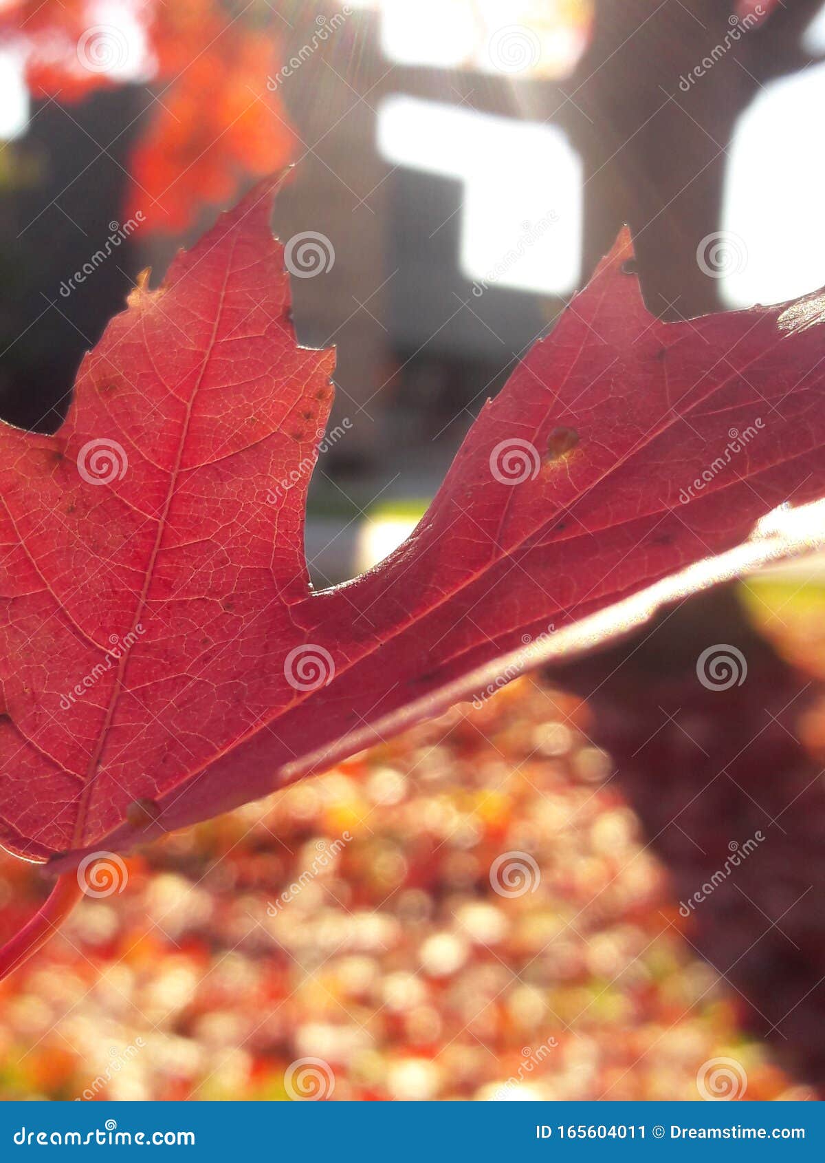 Red leaf fall maple tree stock image. Image of maple - 165604011