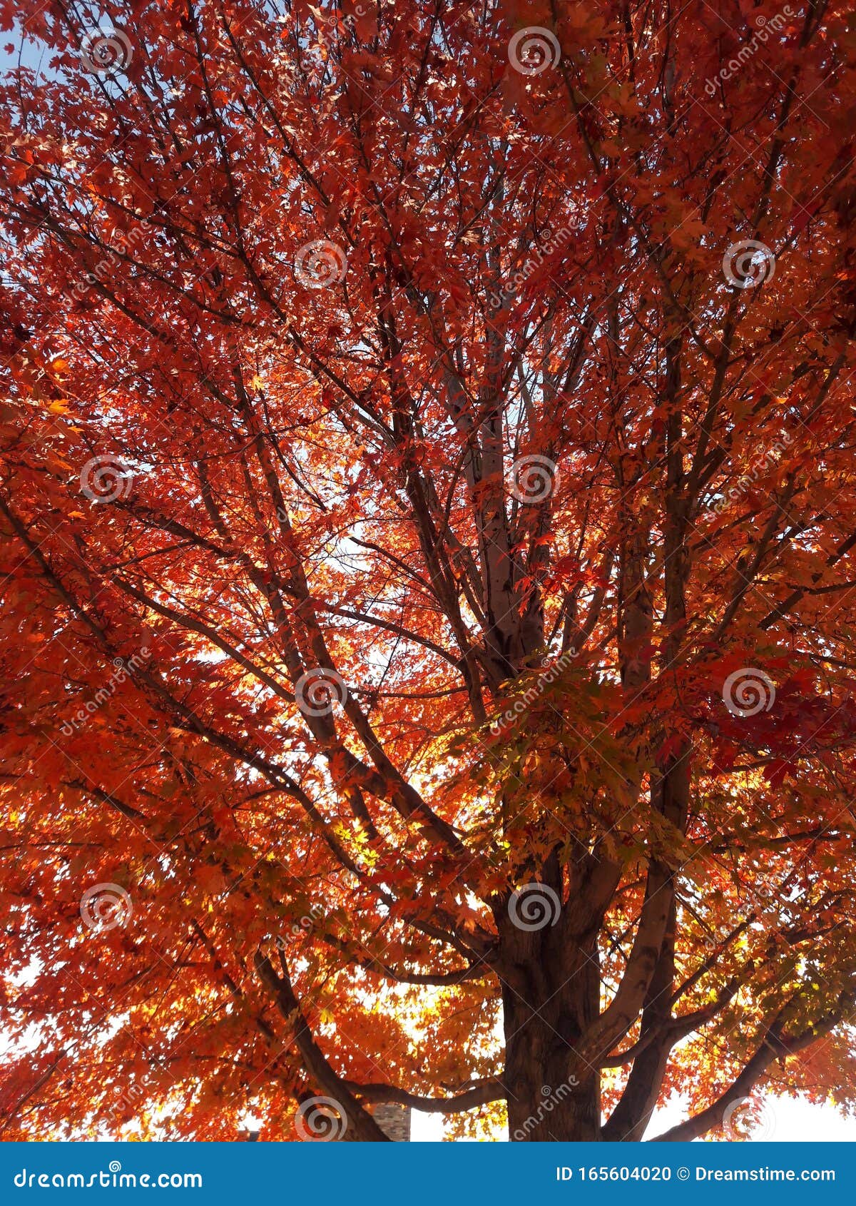 Red leaf fall maple tree stock photo. Image of leaf - 165604020
