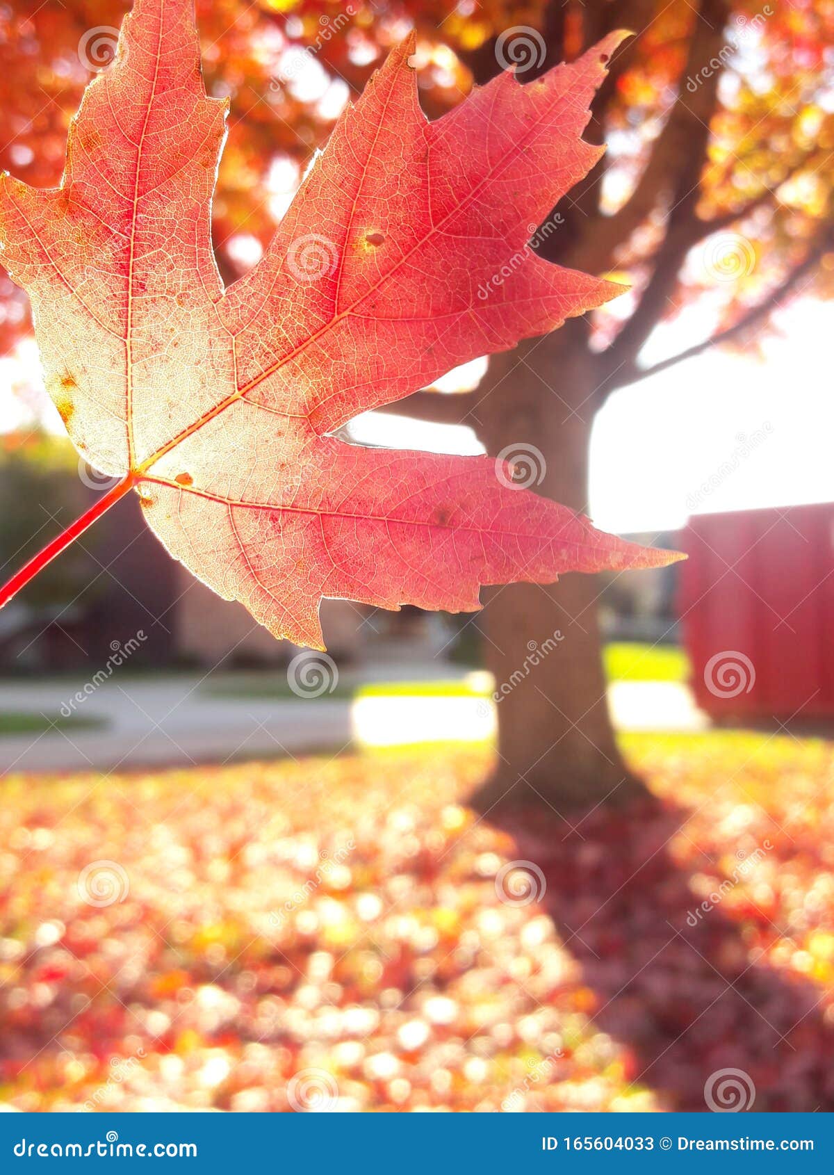 Red leaf fall maple tree stock image. Image of fall - 165604033