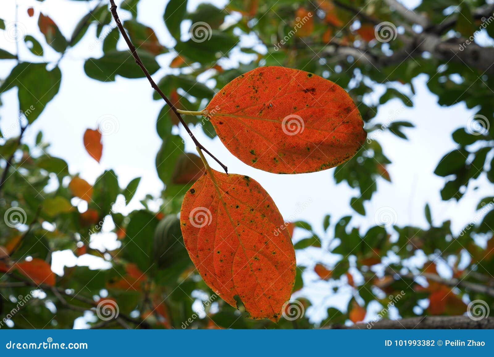Red leaf in fall stock photo. Image of yellow, cool - 101993382