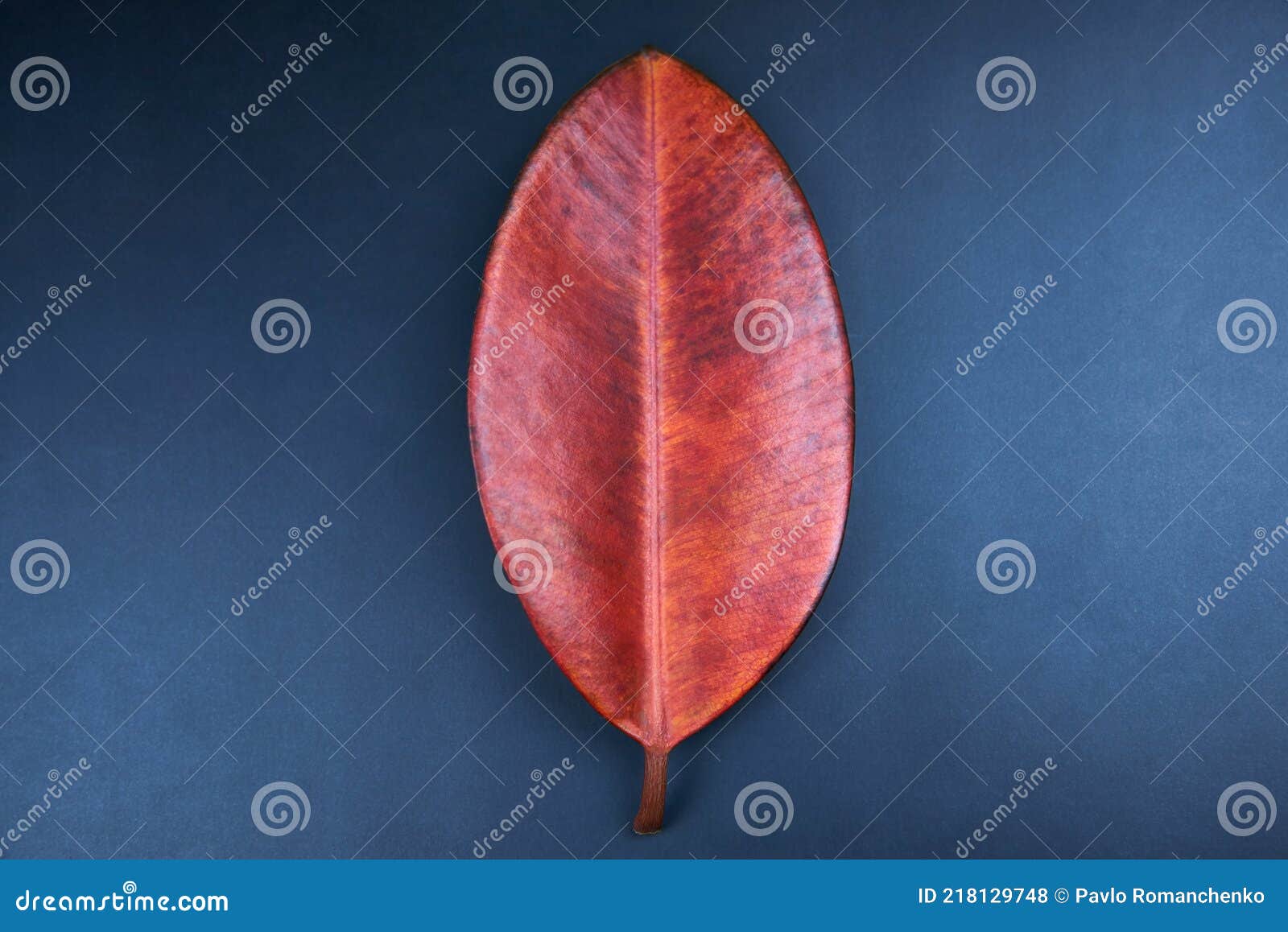 Red Leaf of Ficus Robusta on Blue Background Stock Photo - Image of ...
