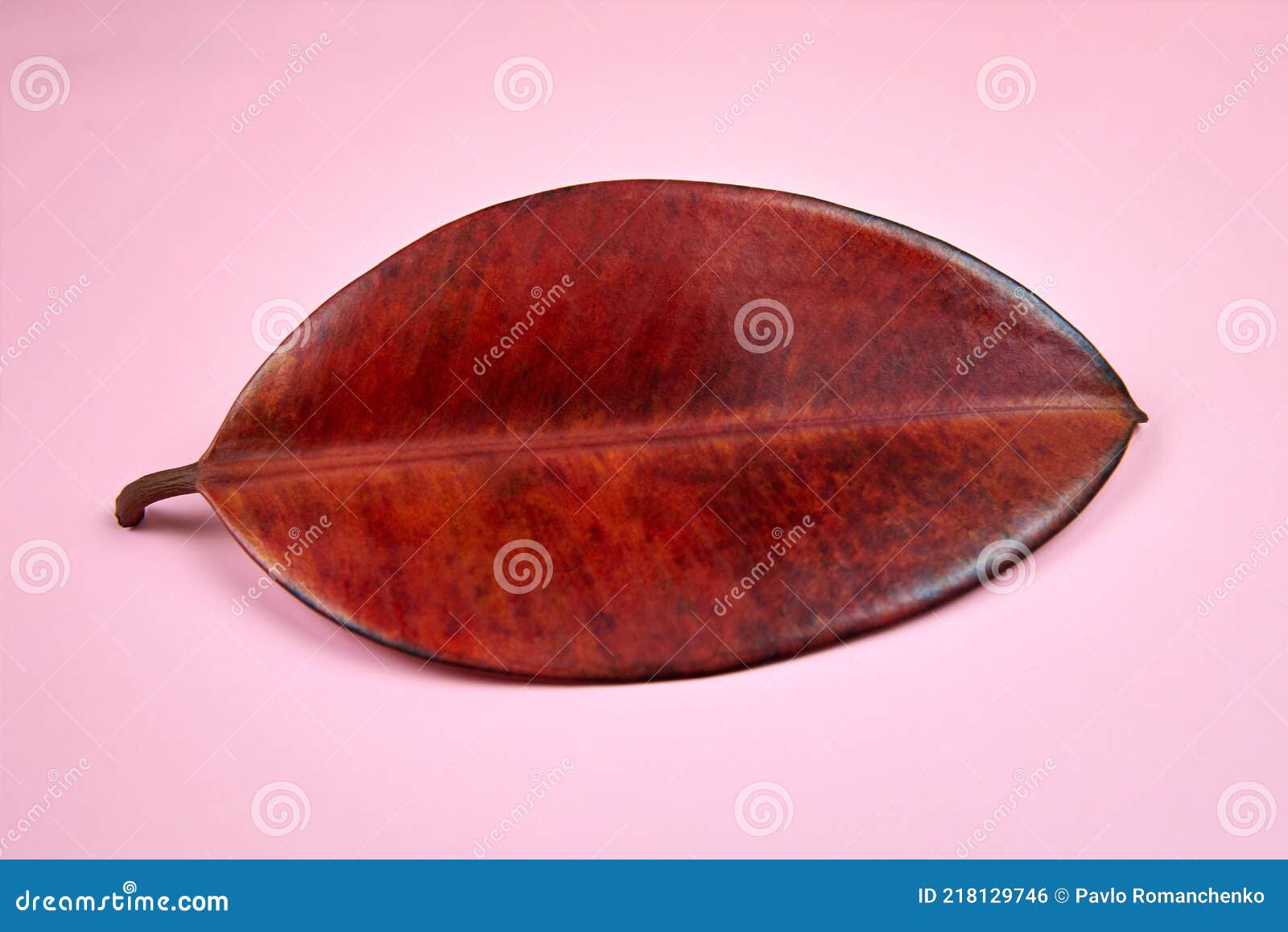 Red Leaf of Ficus Robusta on Pink Background Stock Photo - Image of ...