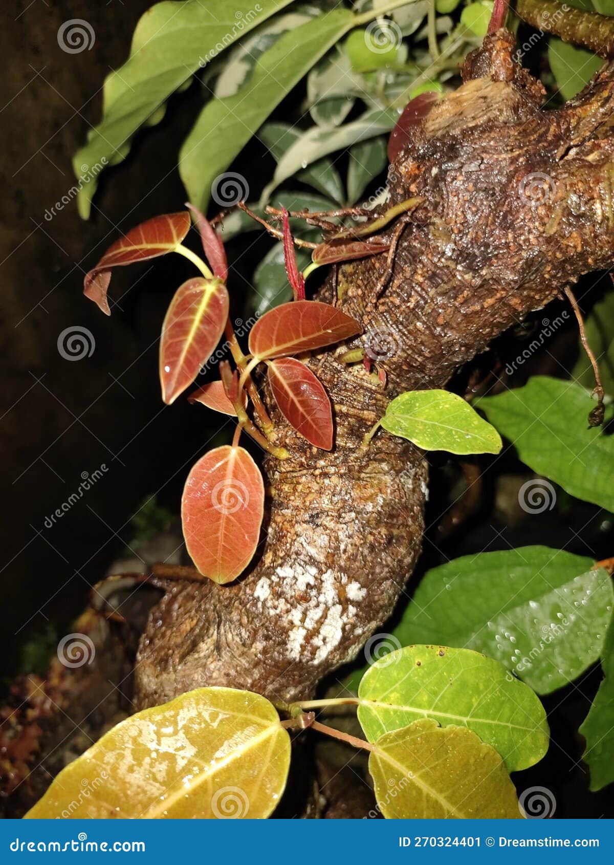 Red Leaf of Ficus Superba & X28;Bunut& X29; Stock Image - Image of ...