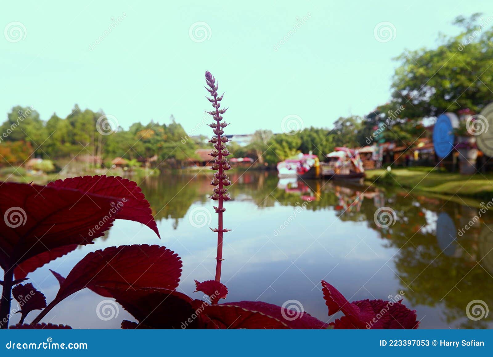 Red leaf flower stock image. Image of isolated, natural - 223397053