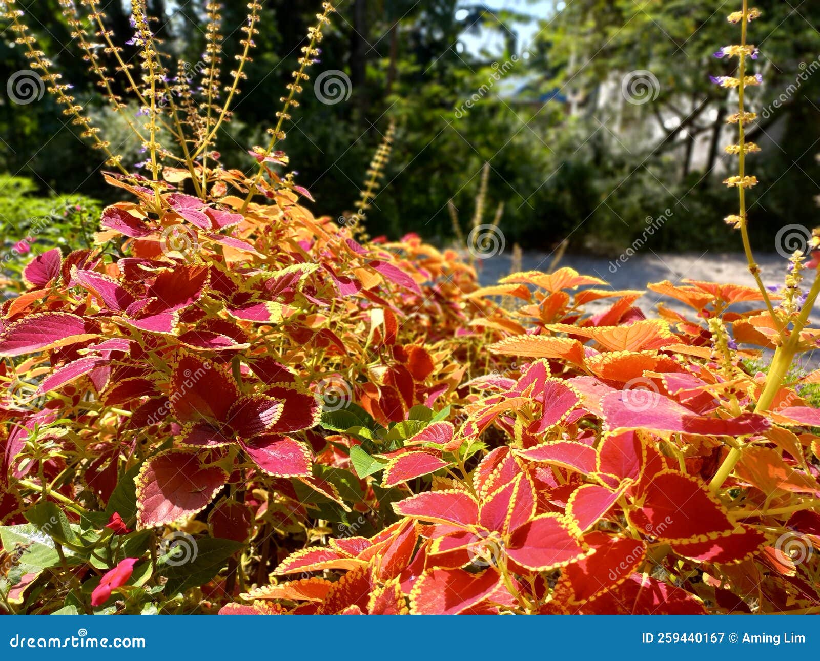 Red leaf flowers stock image. Image of woodland, shrub - 259440167