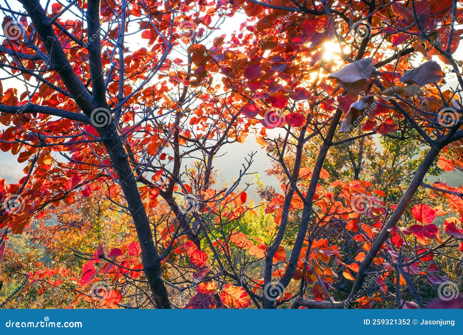 Red Leaf in Sunlight in Autumn Stock Photo - Image of view, fall: 259321352