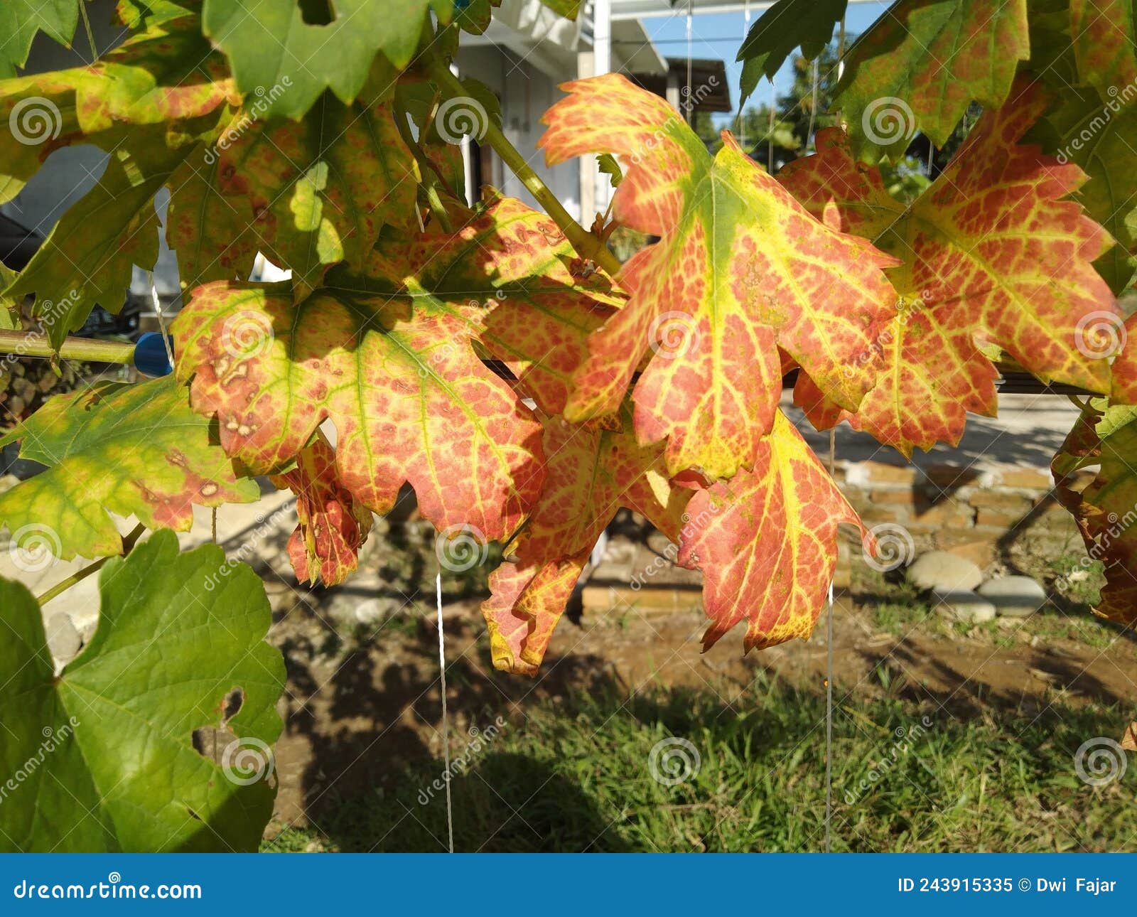 Red Leaf Grape Cause Nutrients Lack Stock Image - Image of produce ...