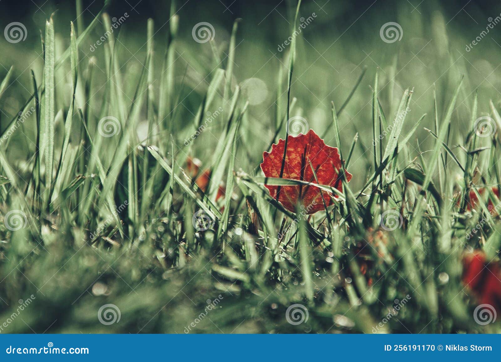 Red Leaf among Grass on Meadow Stock Photo - Image of prairie, flower ...