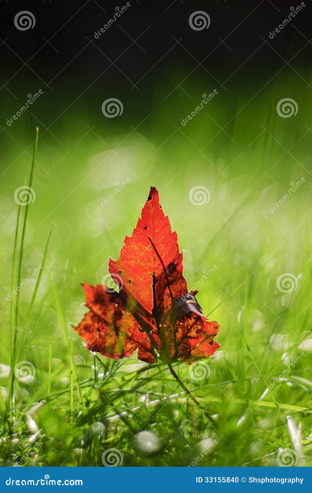 Red Leaf in the Grass stock photo. Image of garden, fall - 33155840