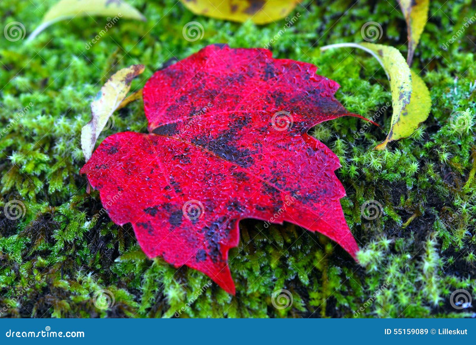 Red leaf green moss stock image. Image of foliage, maple - 55159089