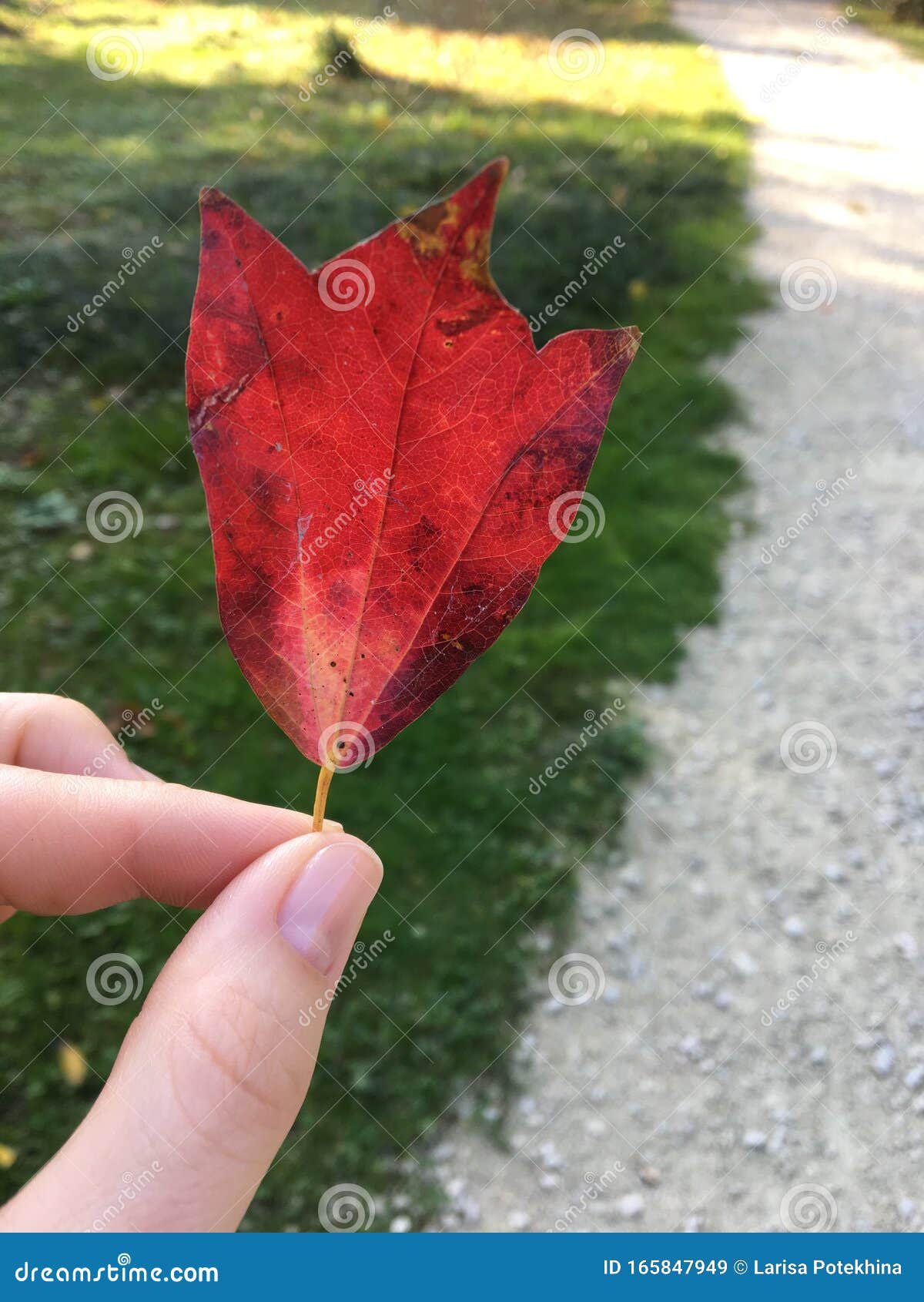 Red leaf stock image. Image of leaf, nature, hand, forest - 165847949