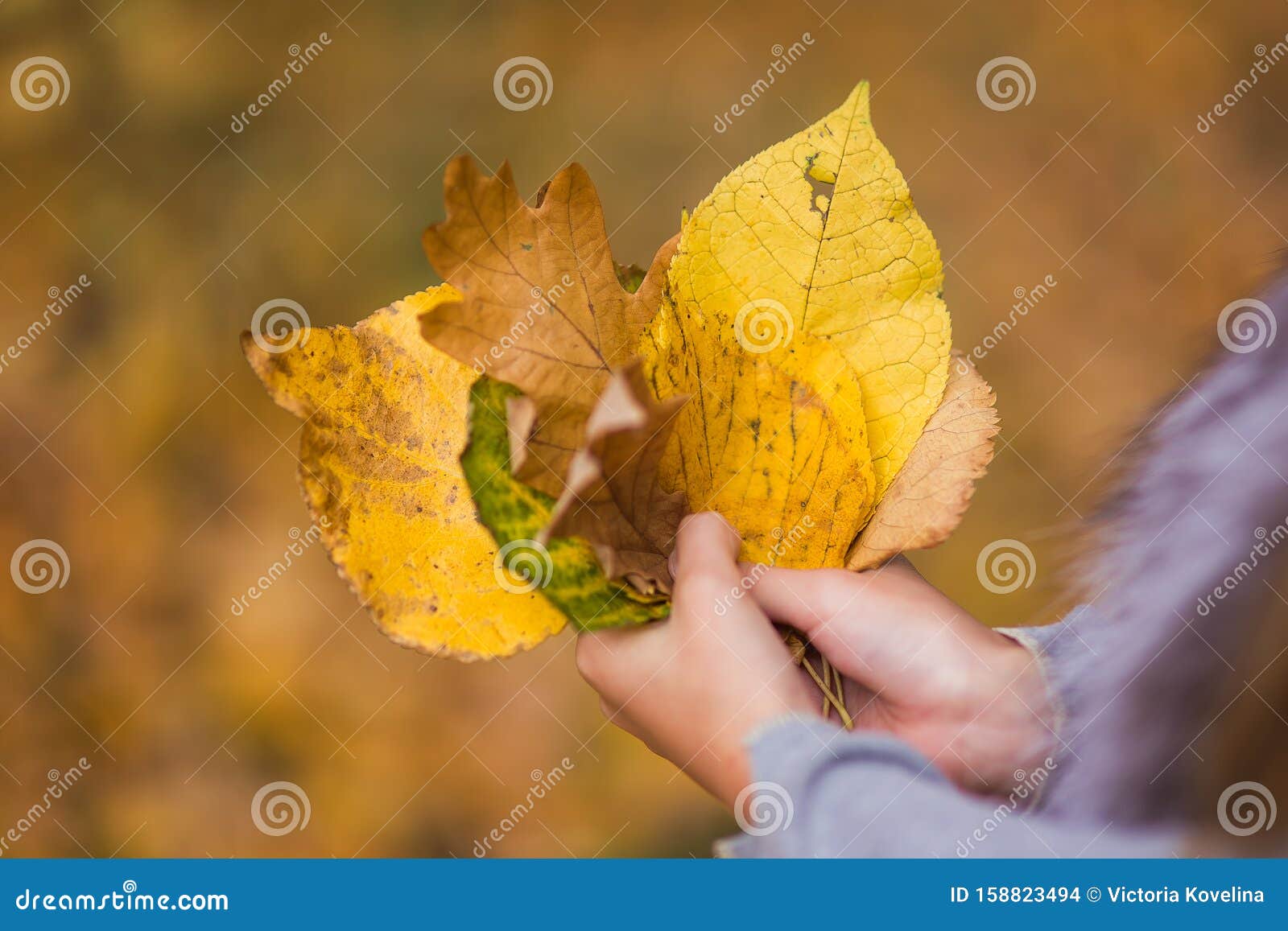 Red Leaf in Hand. Autumn Leaf Stock Photo - Image of natural, color ...