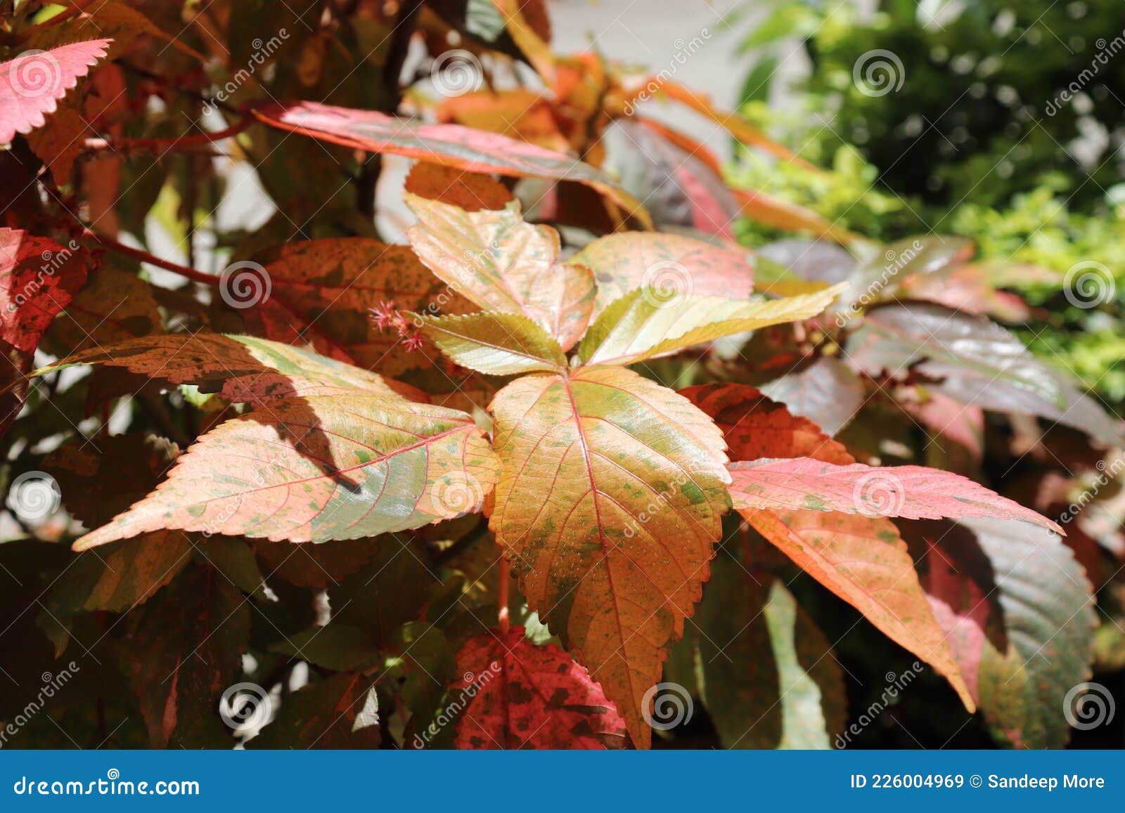 A red leaf in indian tree stock image. Image of adult - 226004969