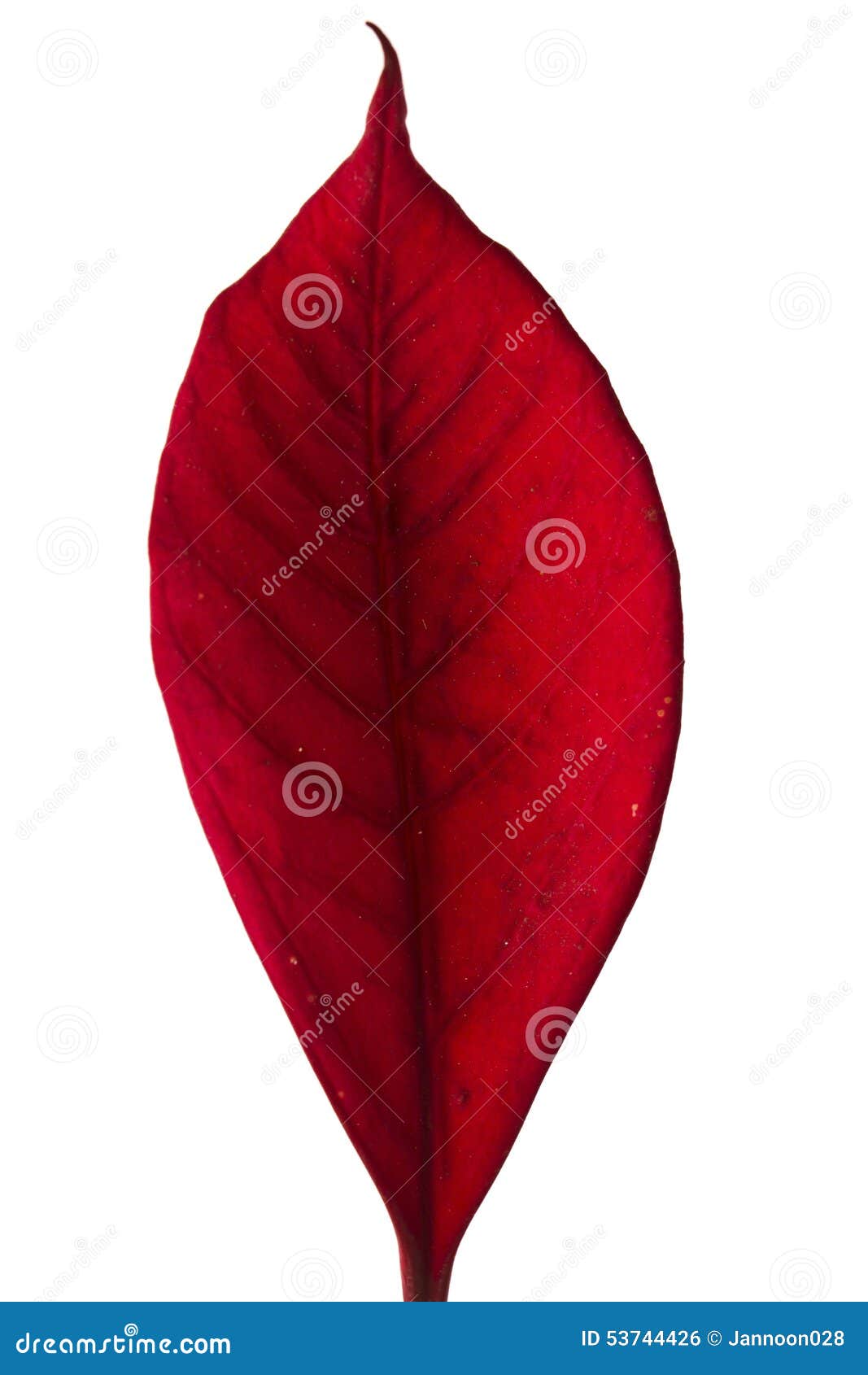 Red leaf isolated stock photo. Image of organic, green - 53744426