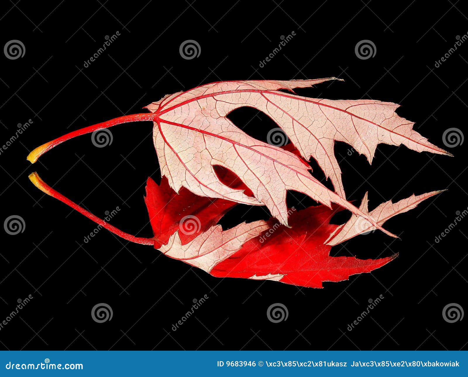 Red Leaf with Its Reflection Stock Photo - Image of nature, botanical ...
