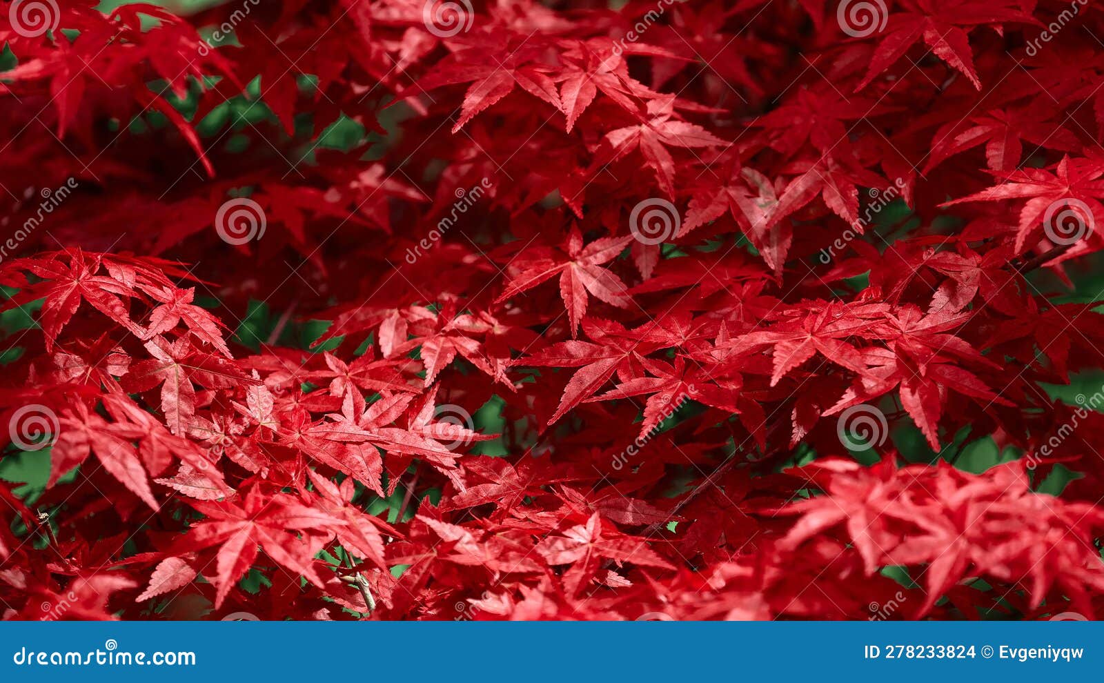 Red Leaf. Leaf Texture Background Stock Photo - Image of pattern ...