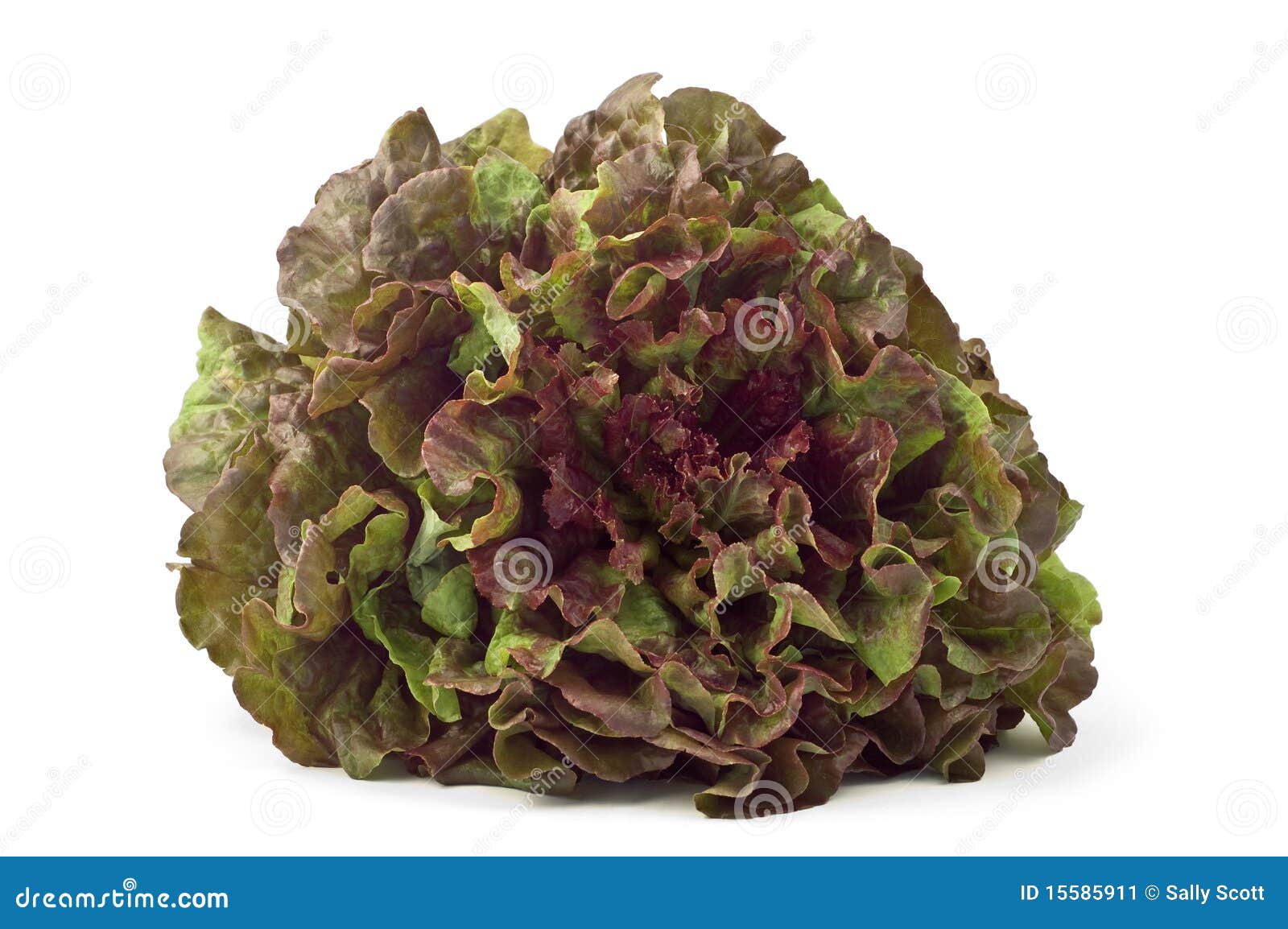 Red leaf lettuce stock image. Image of fresh, nutritious - 15585911