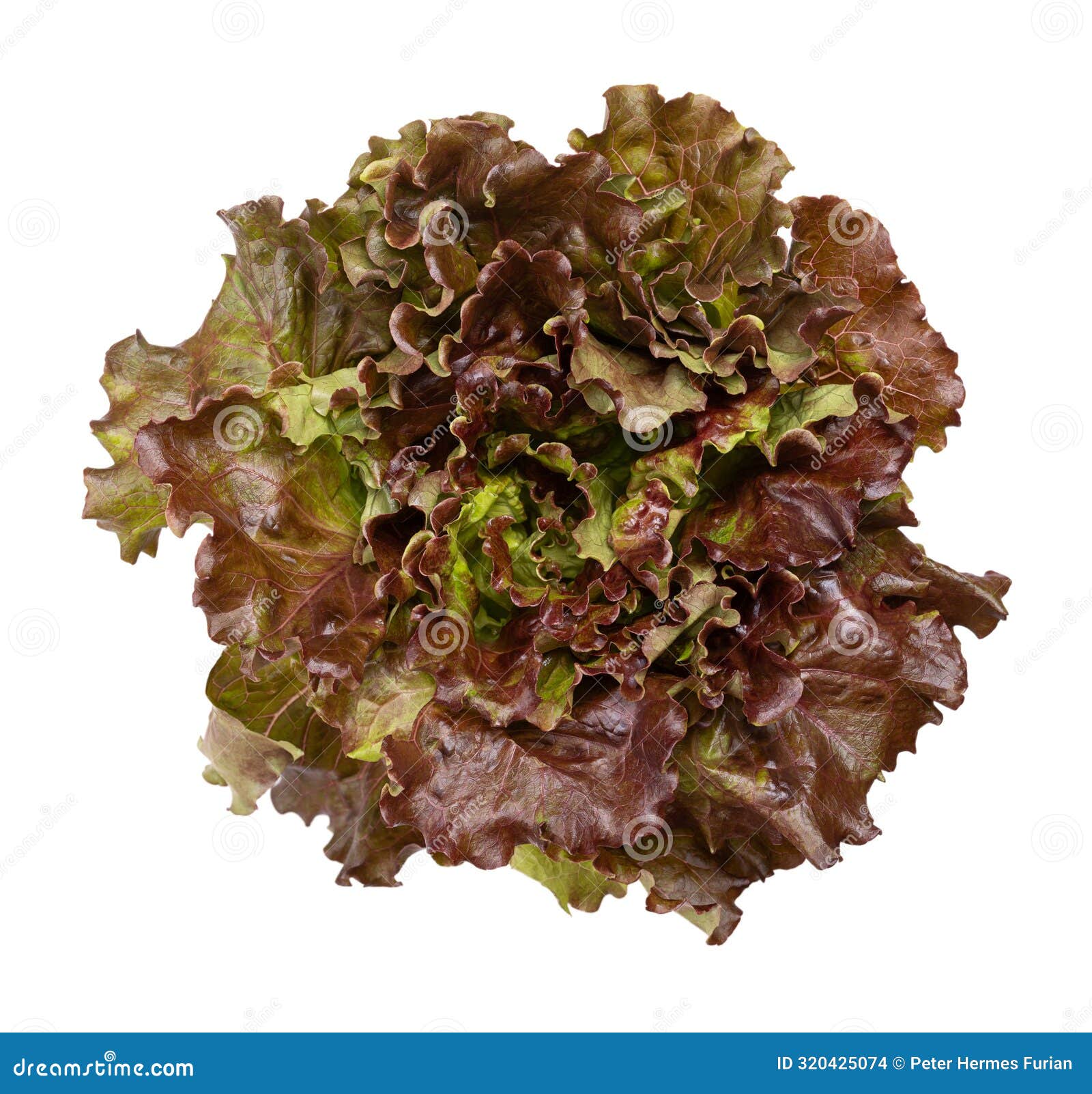 Red Leaf Lettuce, Close-up, from Above, Isolated, Food Photo Stock ...