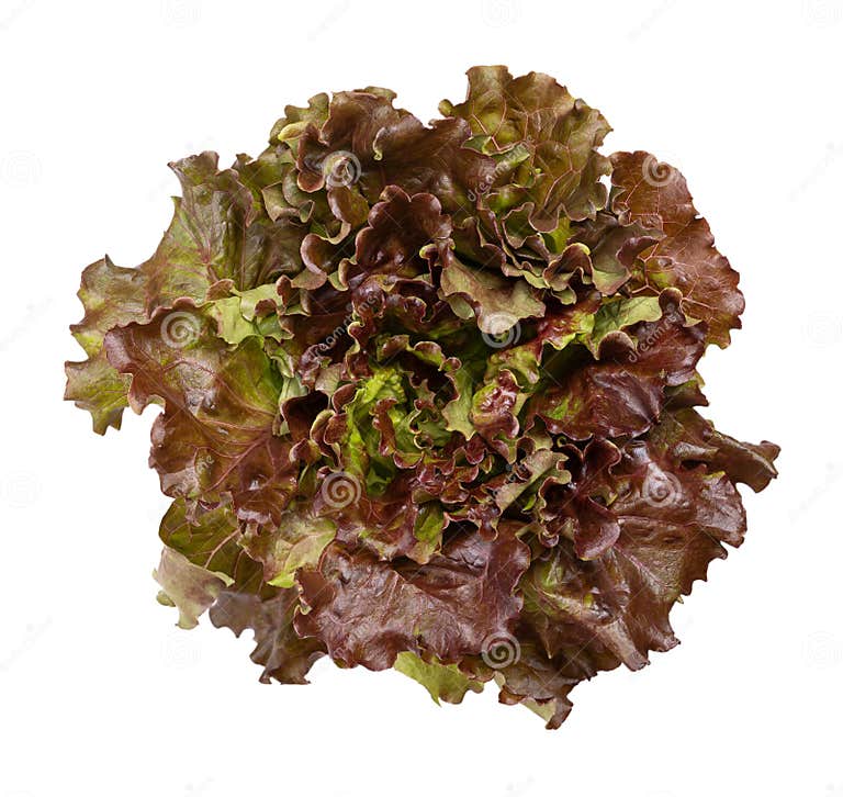 Red Leaf Lettuce, Close-up, from Above, Isolated, Food Photo Stock ...