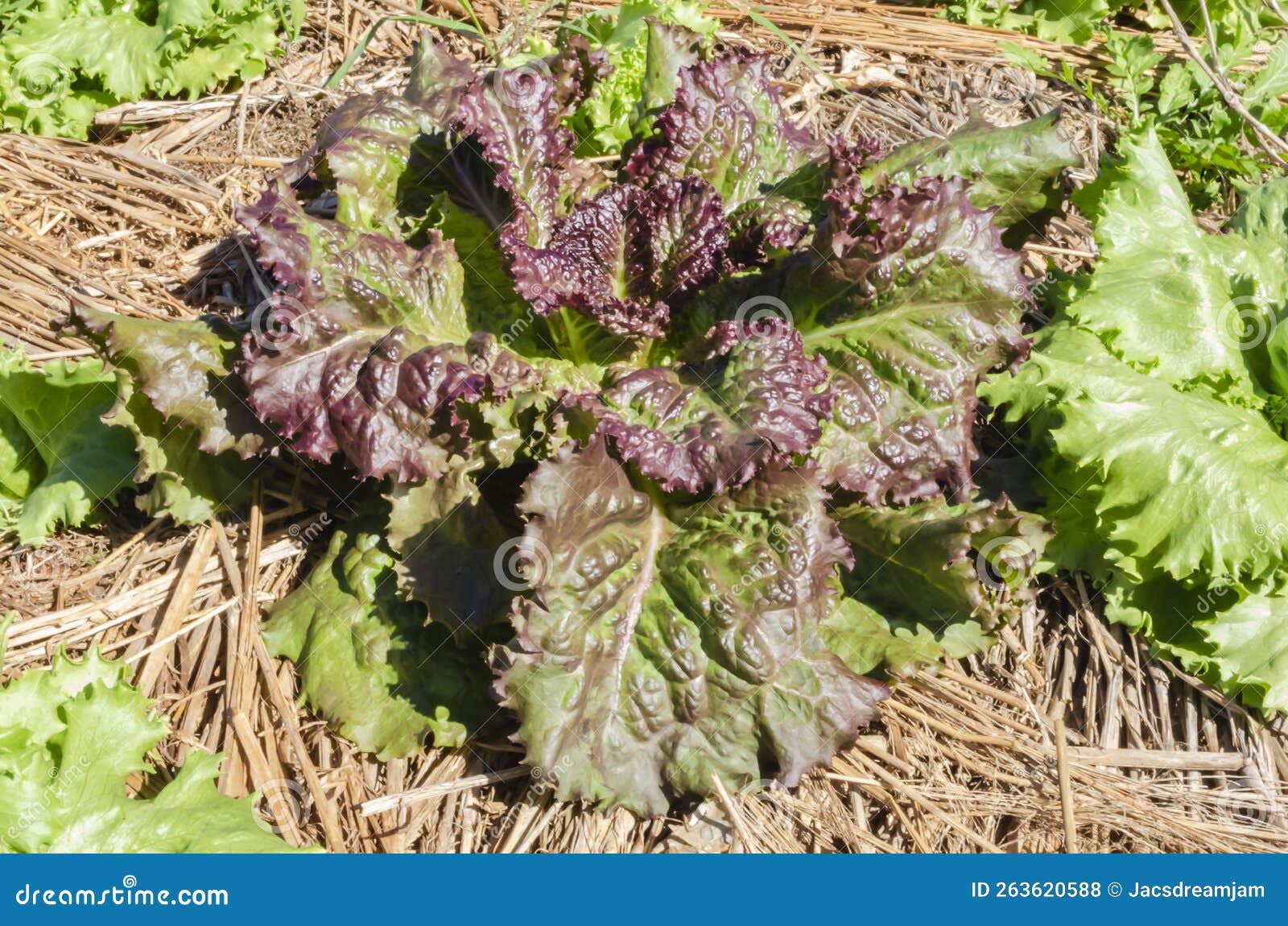 Red Leaf Lettuce stock photo. Image of grows, sunlight - 263620588