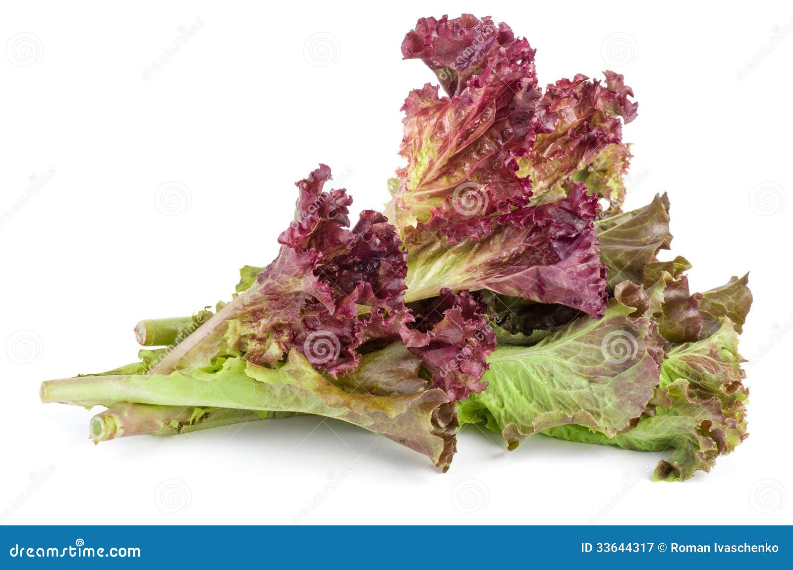 Red Leaf Lolo Rosso Lettuce Stock Image - Image of white, healthy: 33644317