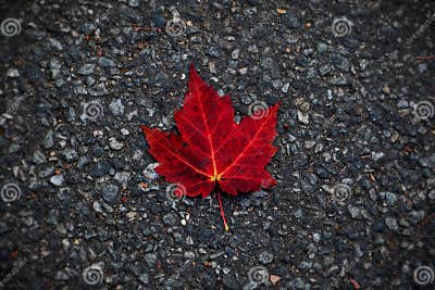 Red leaf stock photo. Image of road, colorful, maple - 61574814