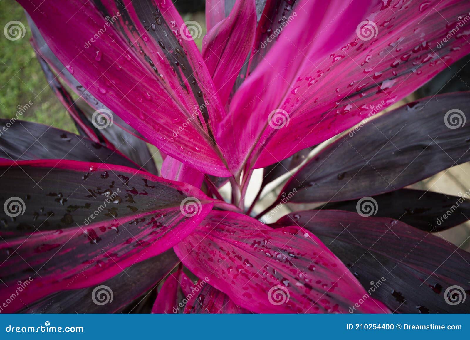 Red Leaf Nature after Rain in the Garden Stock Photo - Image of leaf ...