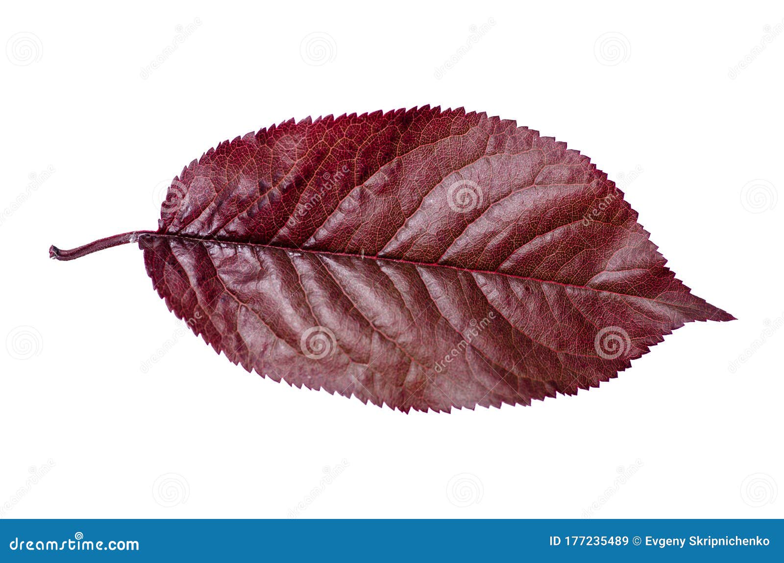 Red leaf nature stock image. Image of culinary, botanical - 177235489
