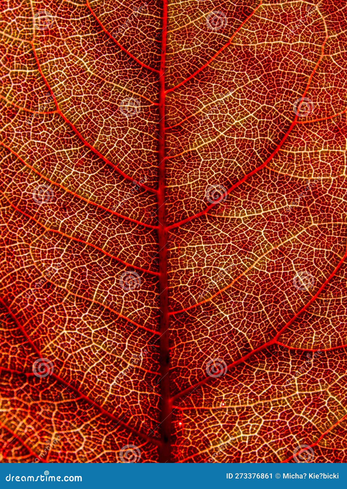 Red Leaf Organic Texture. Macrophotography. Stock Image - Image of ...