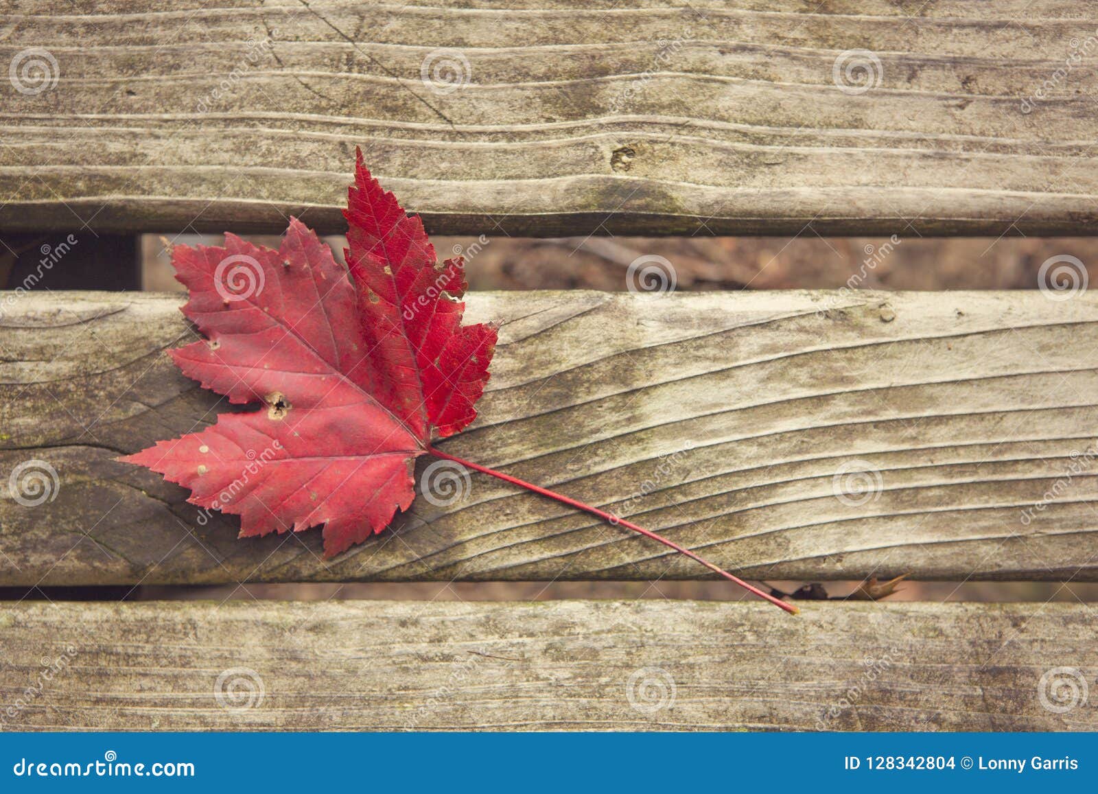 42,062 Fallen Red Leaf Stock Photos - Free & Royalty-Free Stock Photos ...