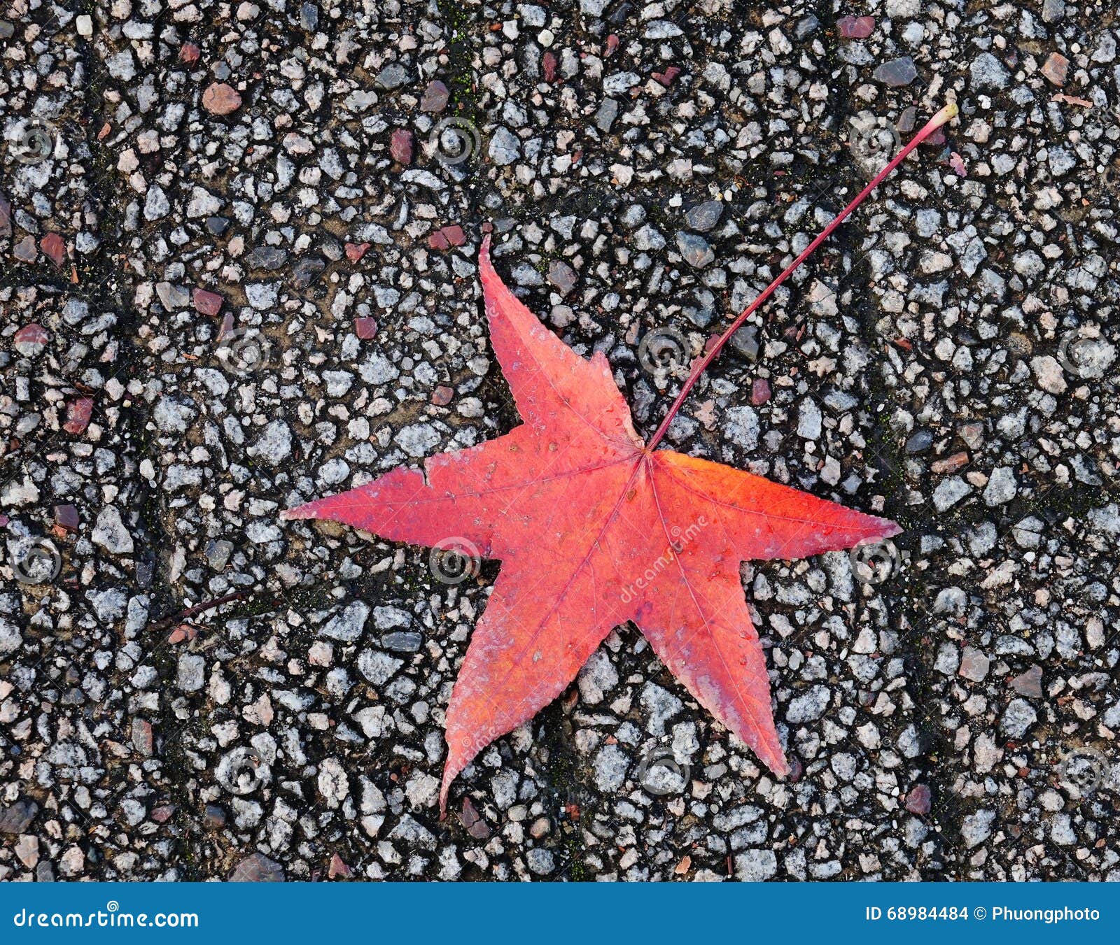 Red Leaf at the Park in Toyama, Japan Stock Photo - Image of city ...