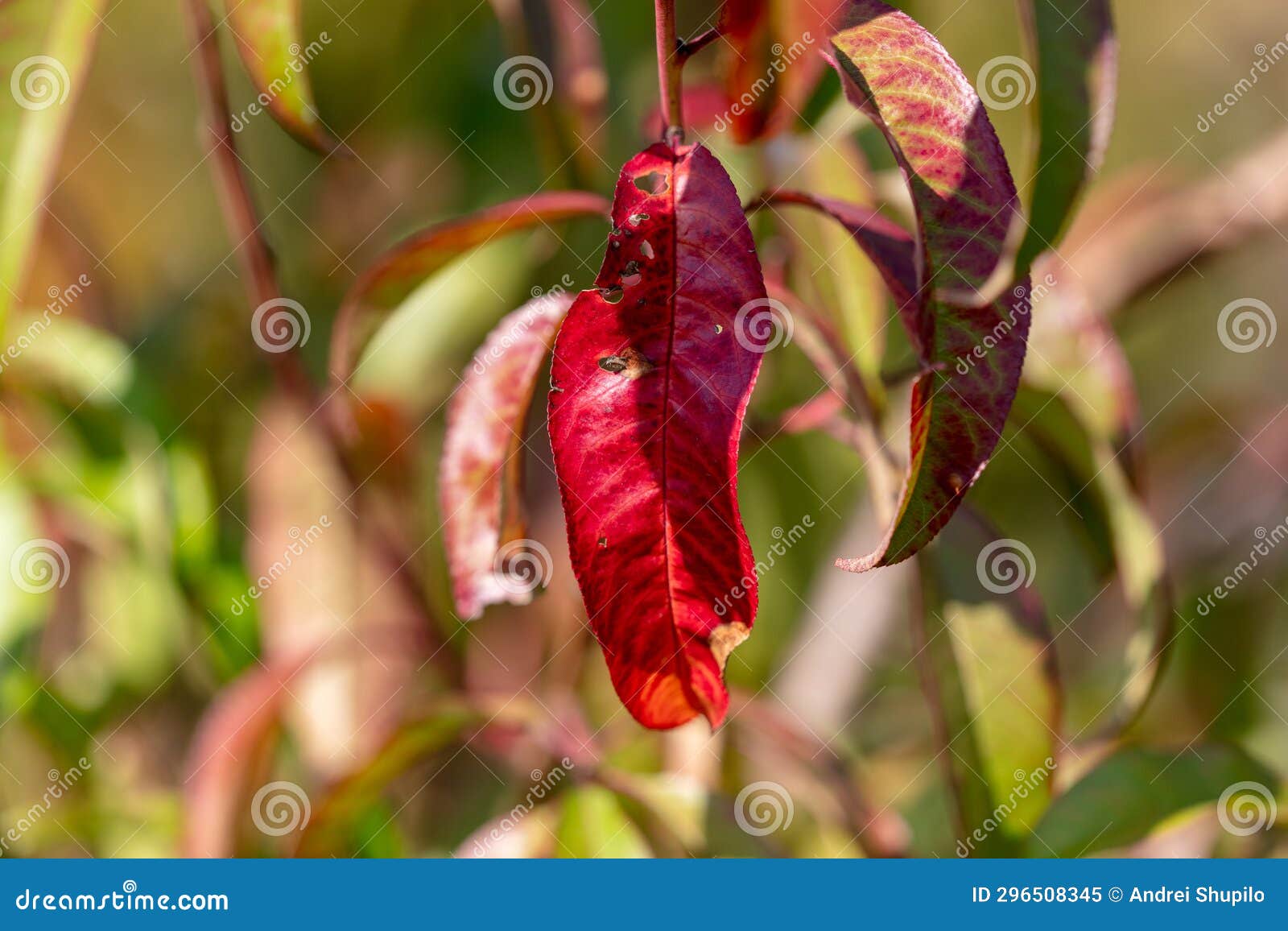 Red Leaf on a Peach Tree in Autumn Stock Image - Image of garden, color ...