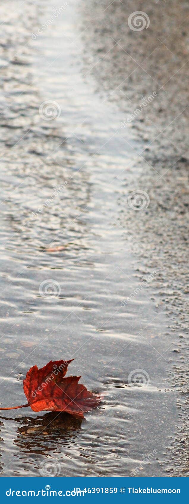 Red leaf and rain puddles stock image. Image of puddles - 46391859
