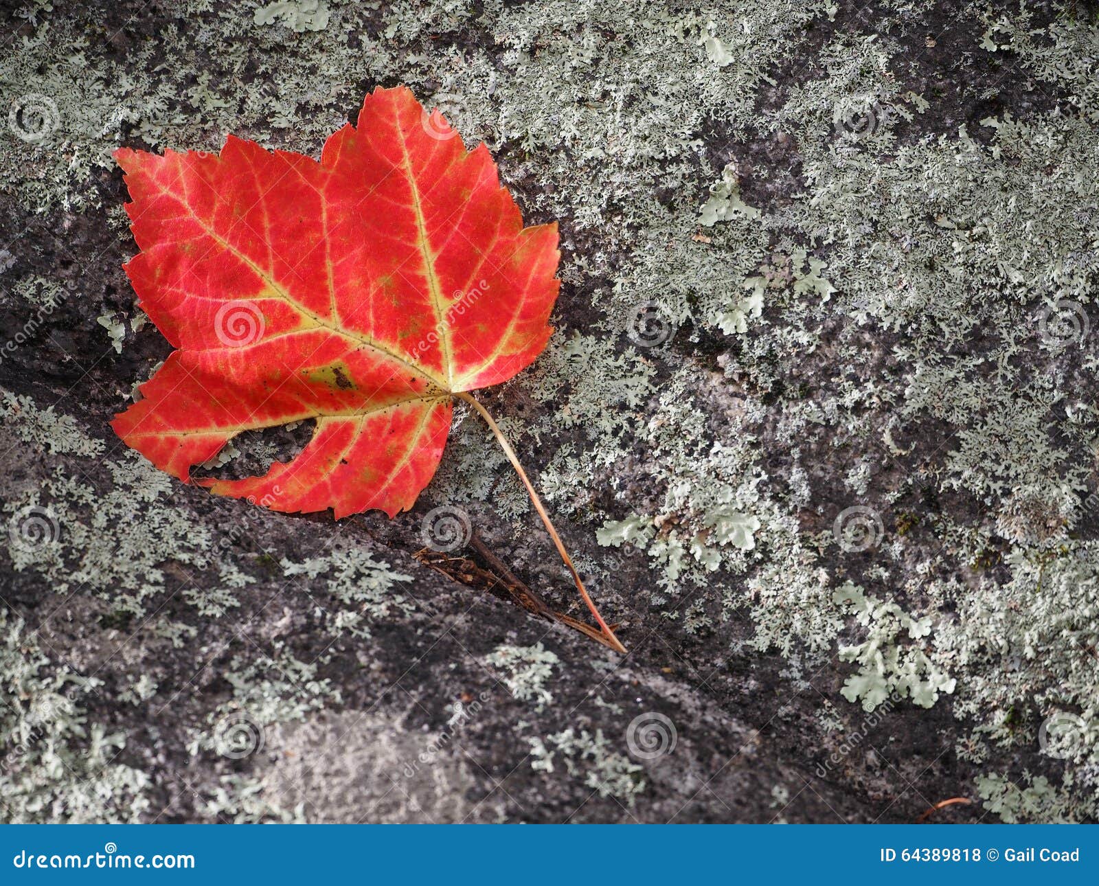 Red leaf on rock stock photo. Image of lichen, copy, covered - 64389818
