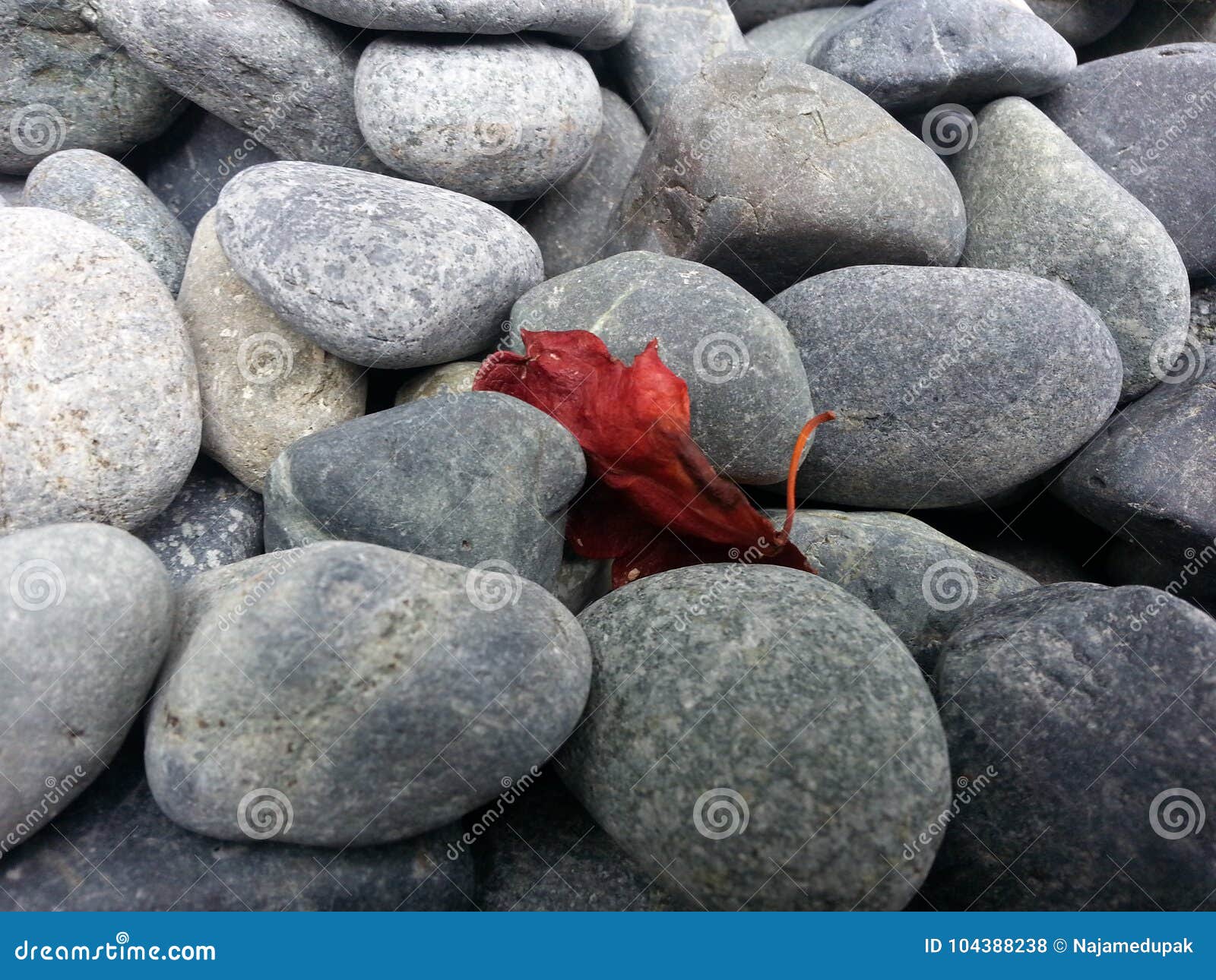 Red Leaf on Small, Rounded, Smooth Pebbles Stock Photo - Image of ...