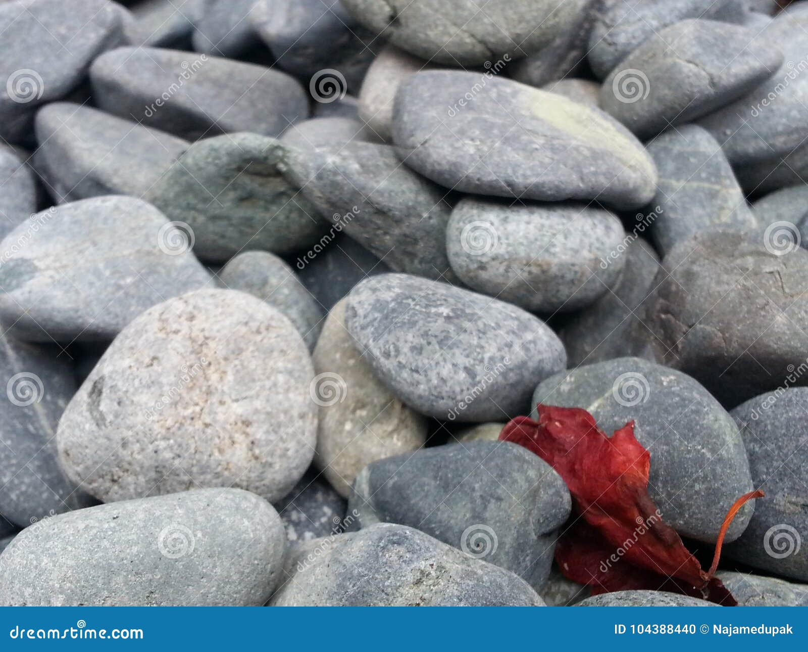 Red Leaf on Small, Rounded, Smooth Pebbles Stock Photo - Image of ...