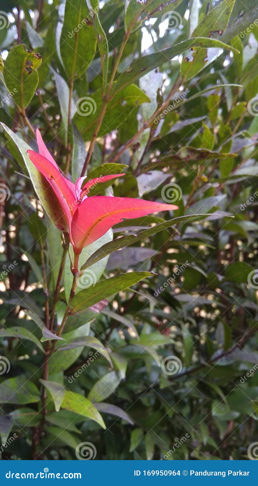 A Red Leaf of Small Tree Picture Stock Photo - Image of leaf, tree ...