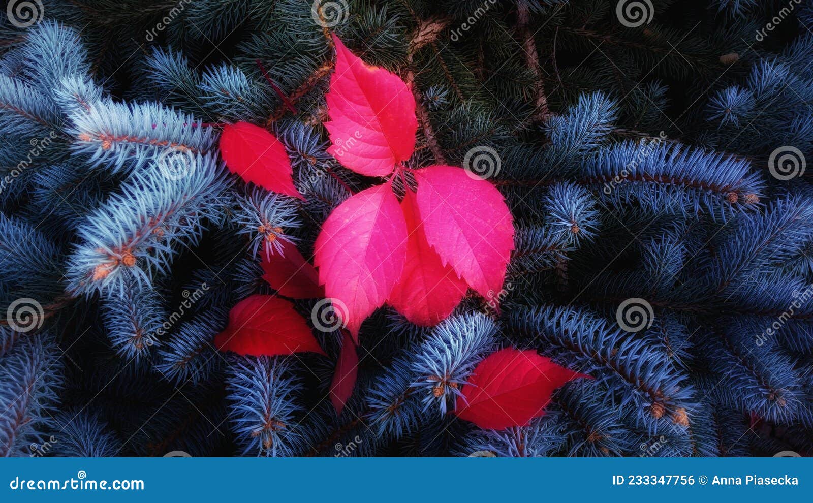 Red leaf on small tree stock photo. Image of grove, shrub - 233347756