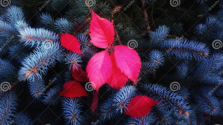 Red leaf on small tree stock photo. Image of grove, shrub - 233347756